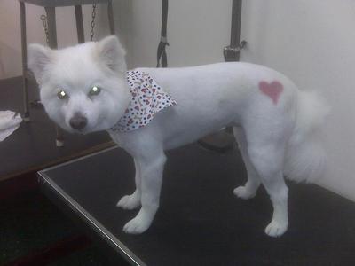 Can You Put Manic Panic On Dogs